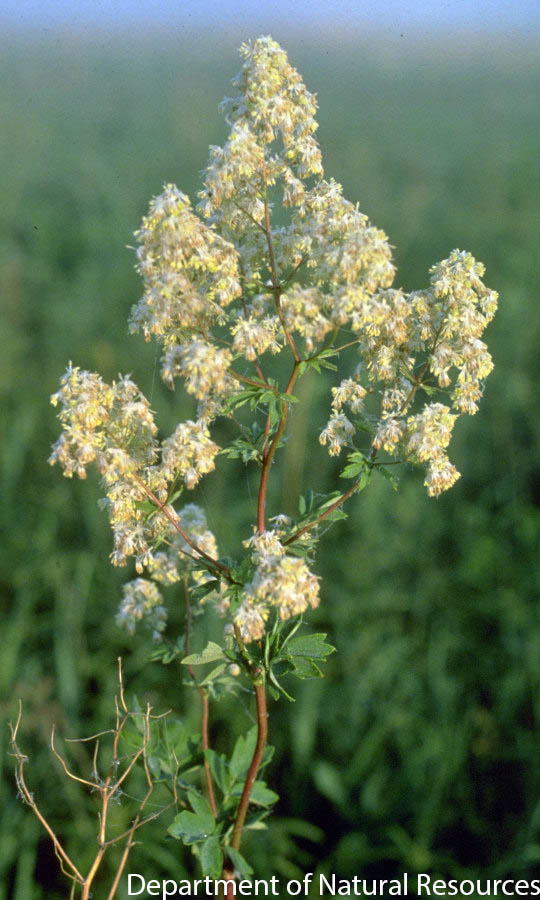 Meadow Rue Plant Varieties