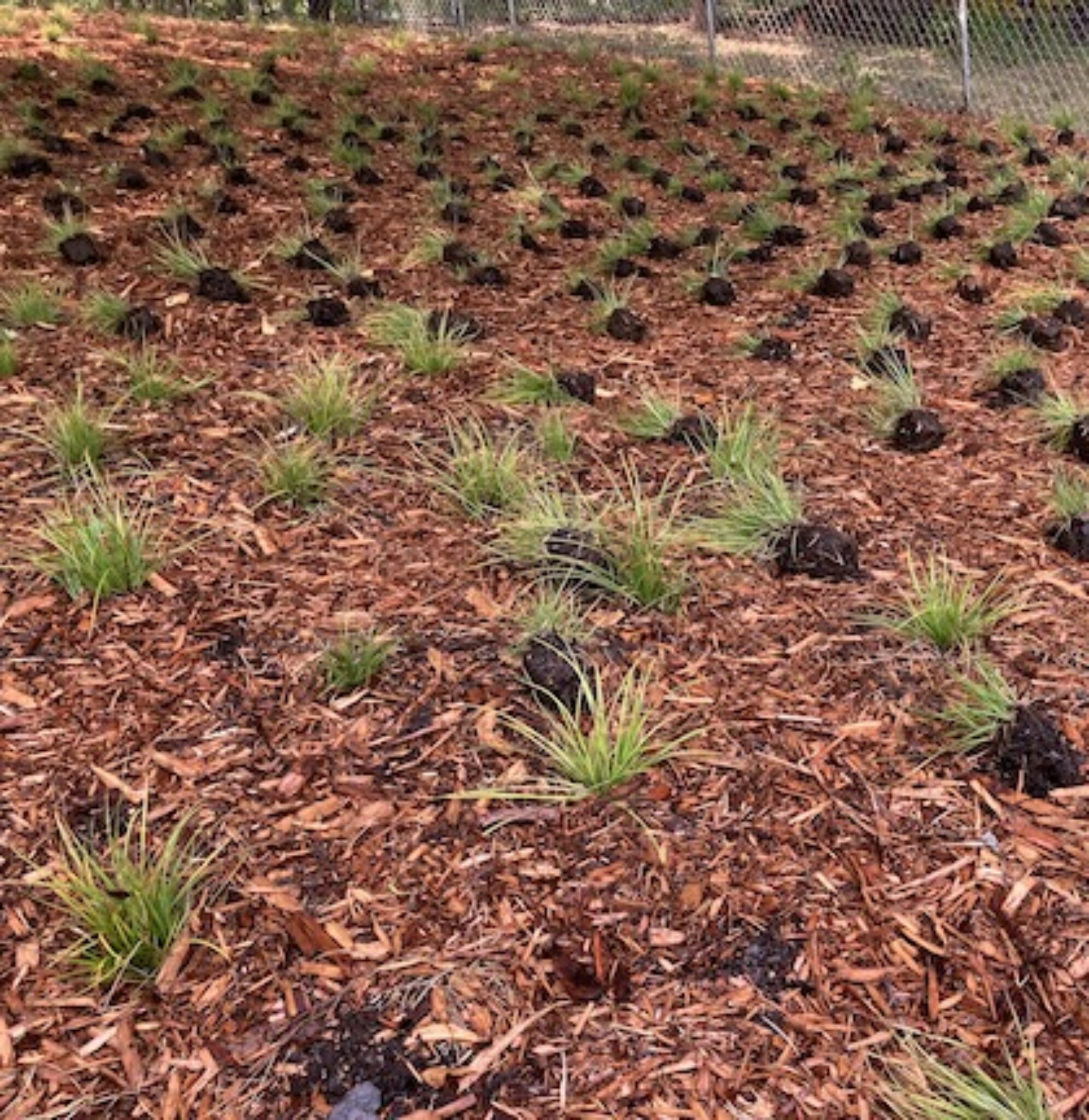 Native Plants That Grow in Maple Shade – Blue Thumb