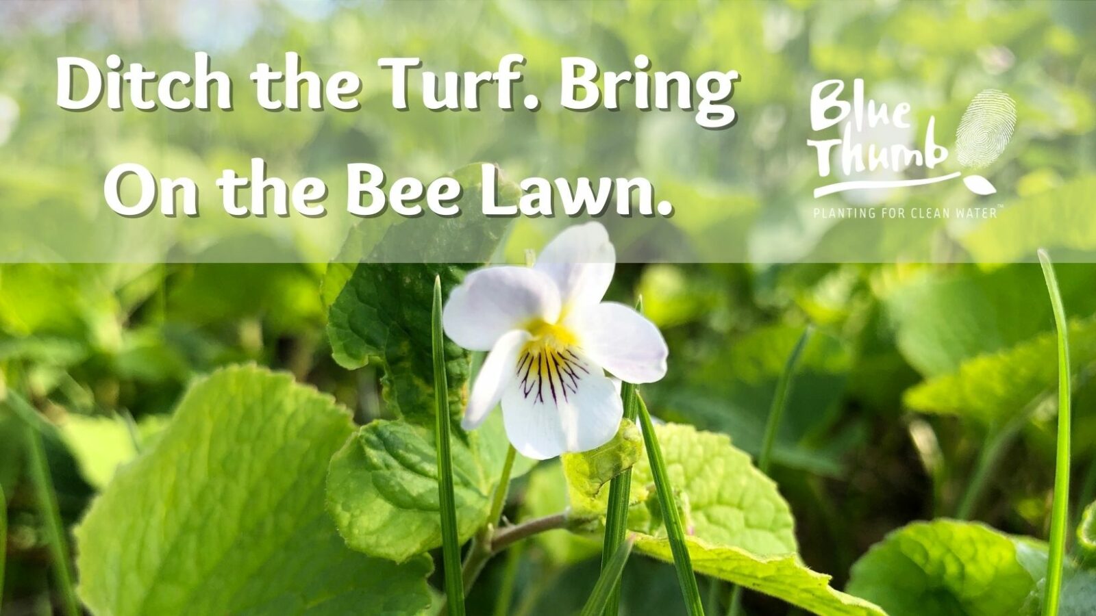 Workshops & Events – Blue Thumb