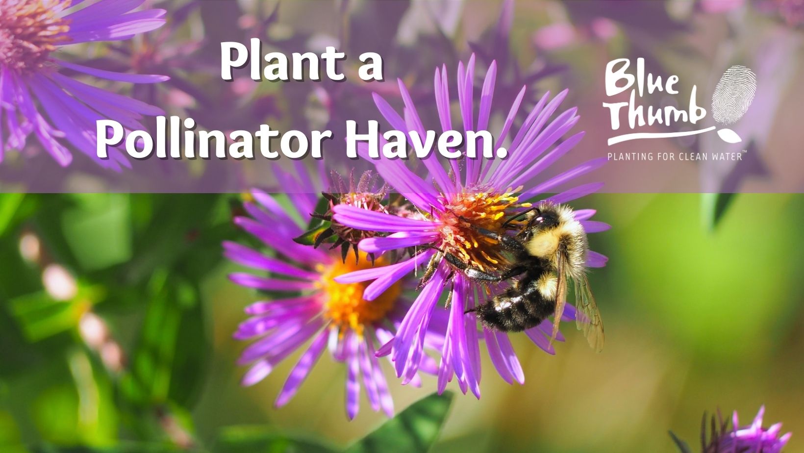 Workshops & Events – Blue Thumb