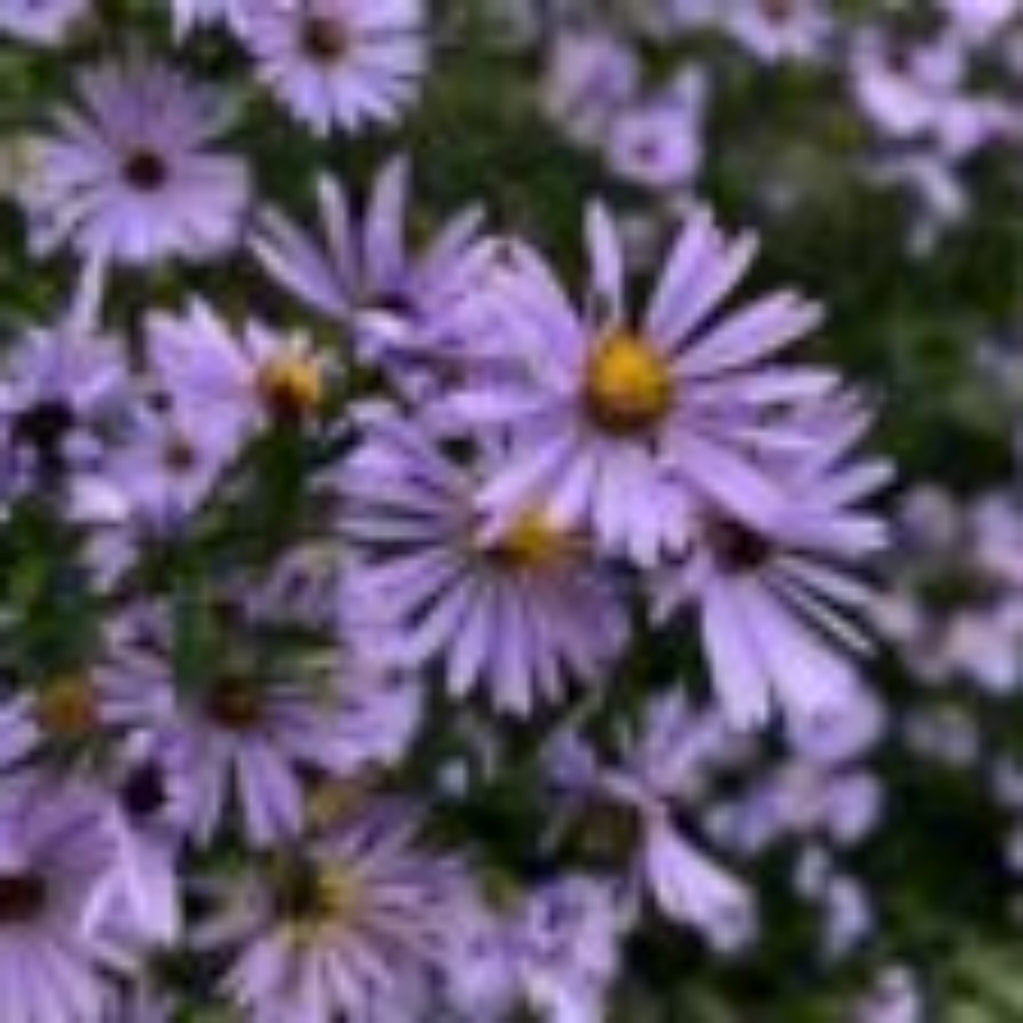 Pollinator Lawn – Blue Thumb