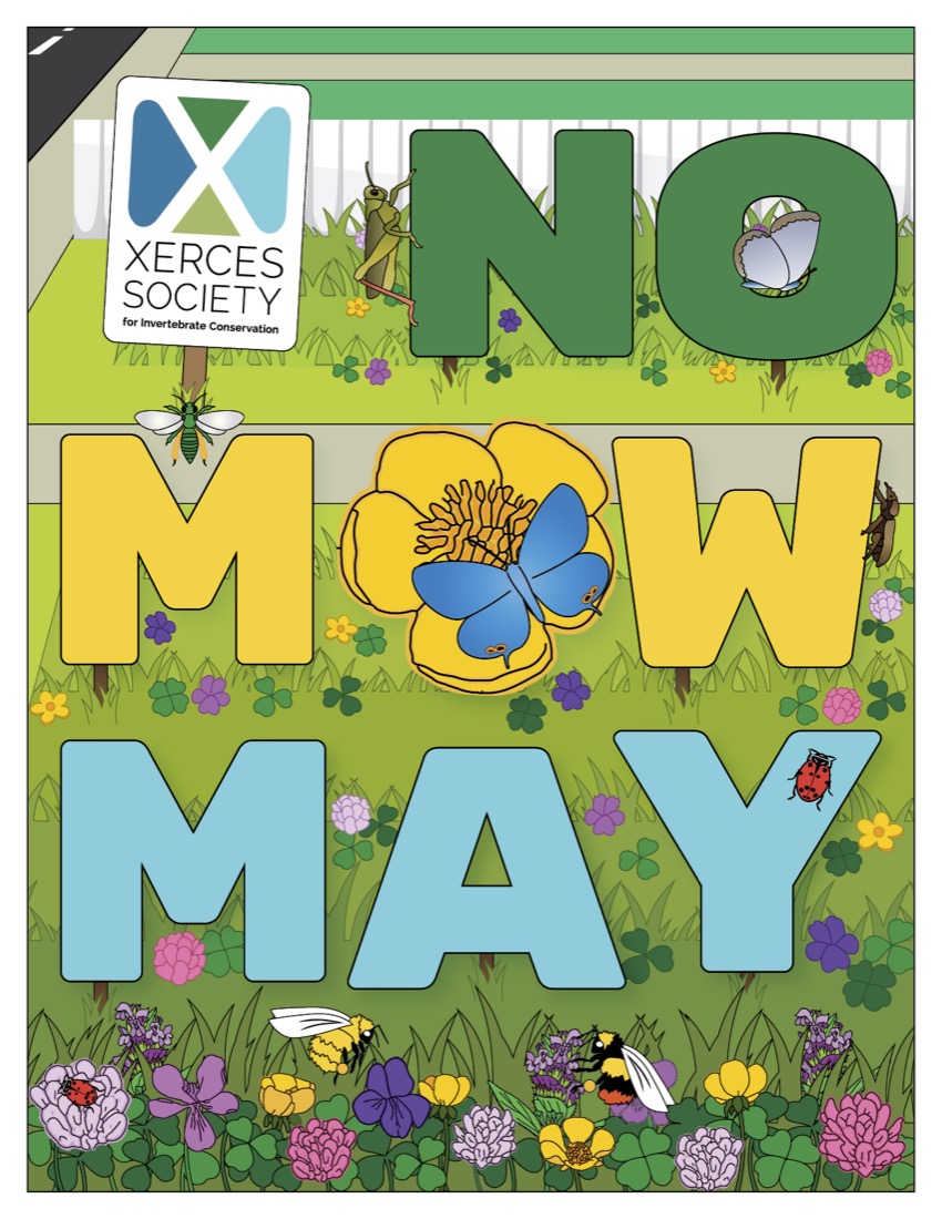 Lawn Care for Pollinators: Beyond No Mow May – Blue Thumb