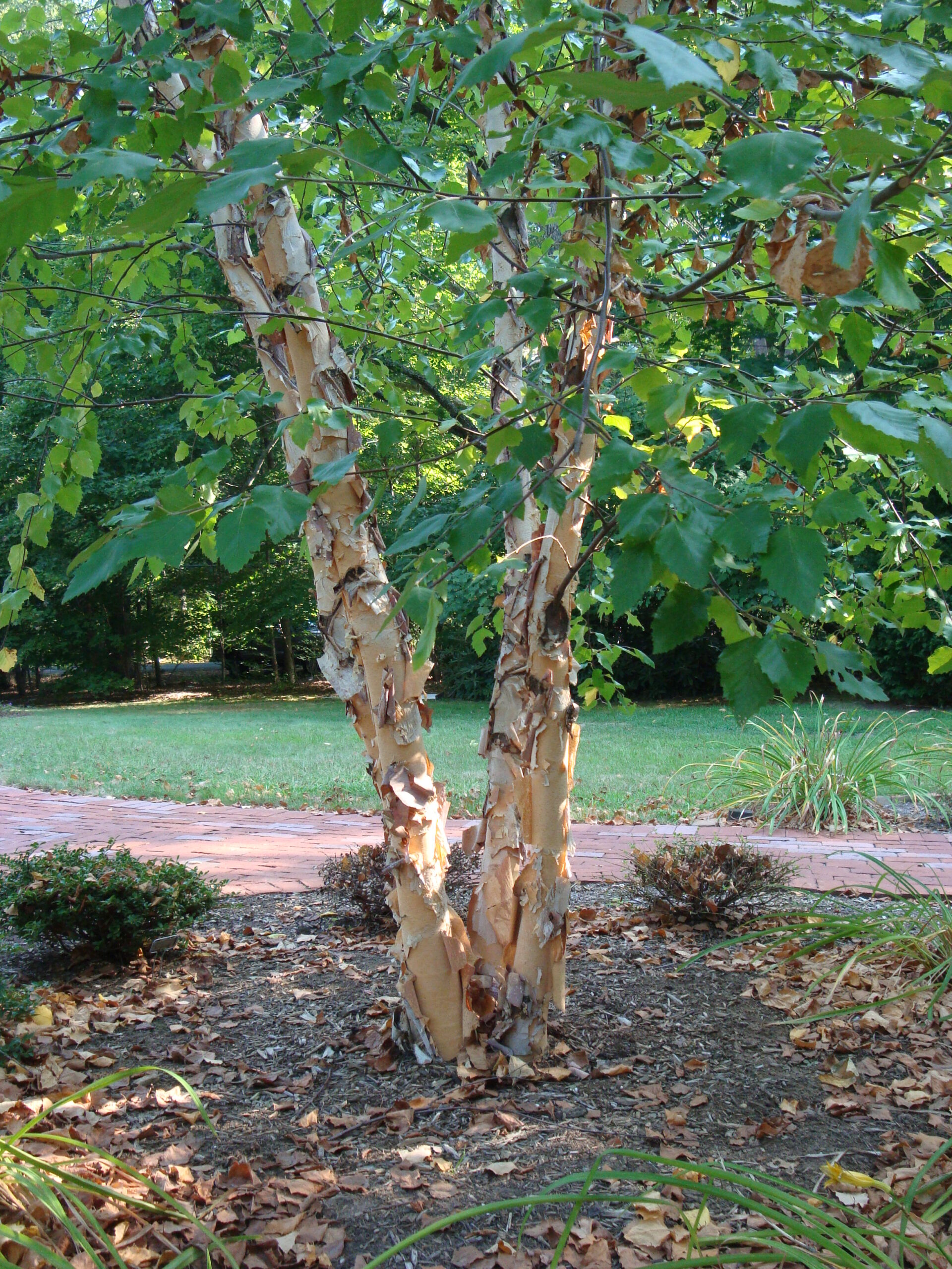 Betula nigra – Blue Thumb