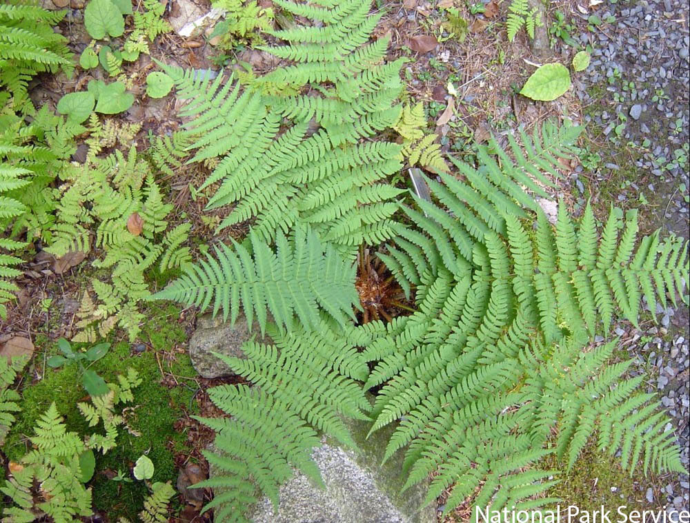Dryopteris marginalis – Blue Thumb