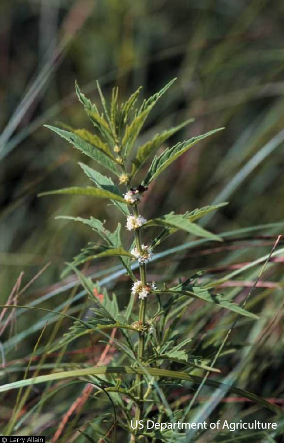Lycopus americanus – Blue Thumb