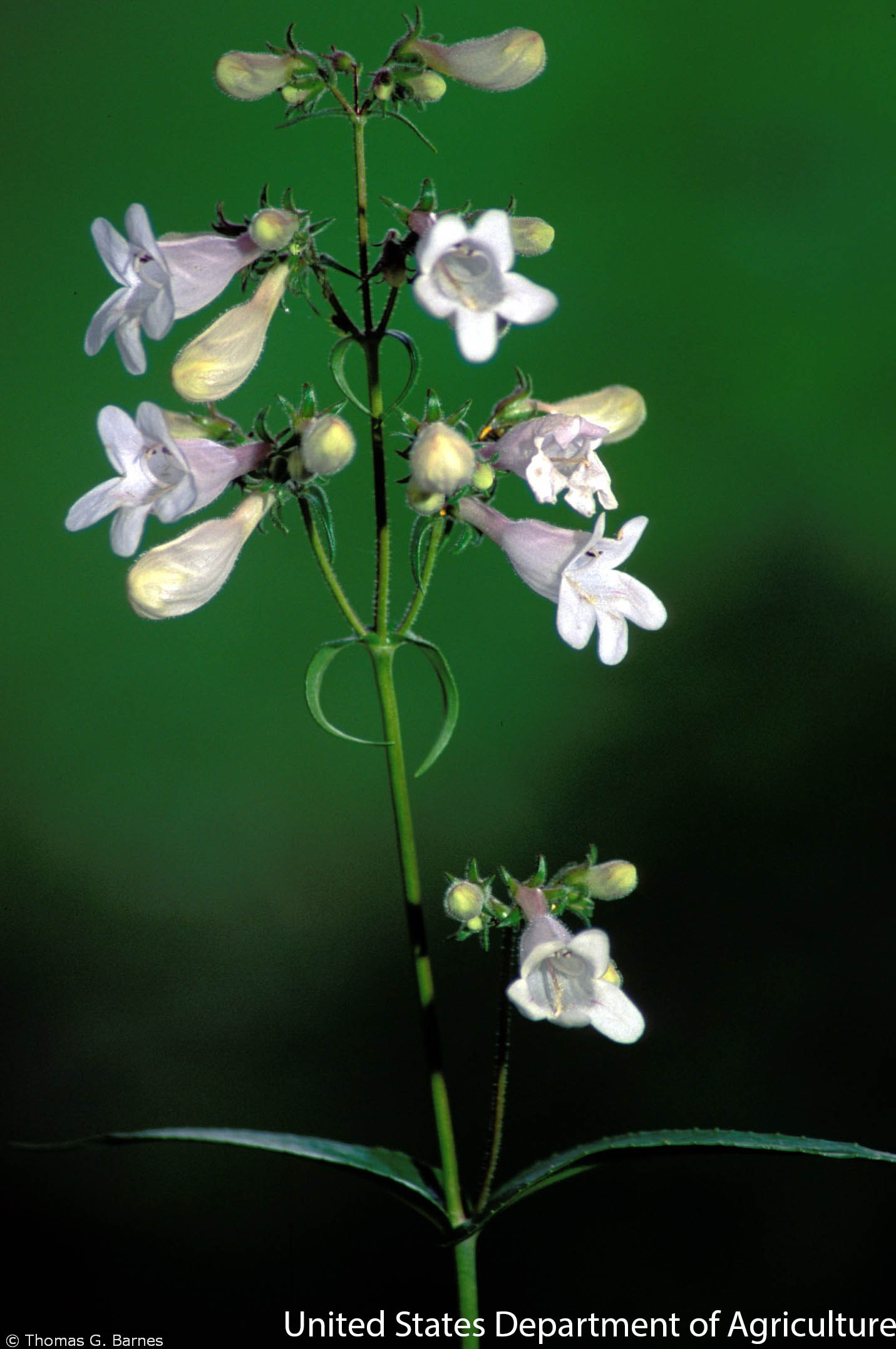 Penstemon digitalis – Blue Thumb