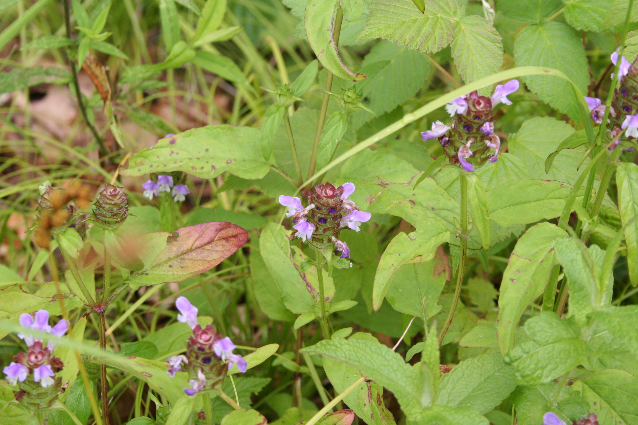 Prunella vulgaris – Blue Thumb