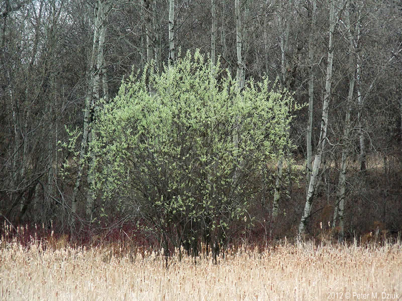 Salix discolor – Blue Thumb