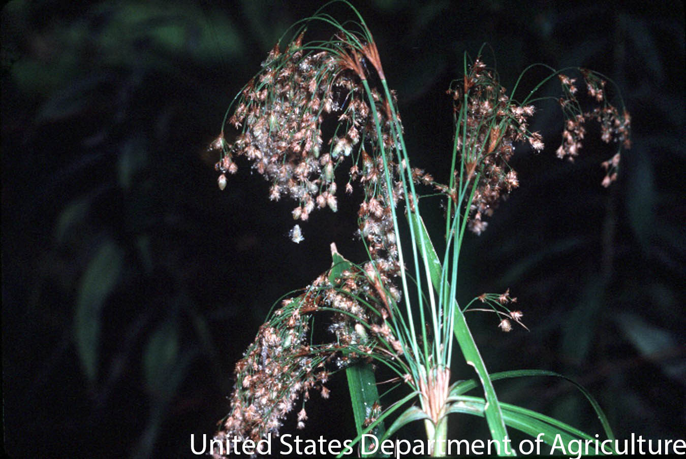 Scirpus cyperinus – Blue Thumb