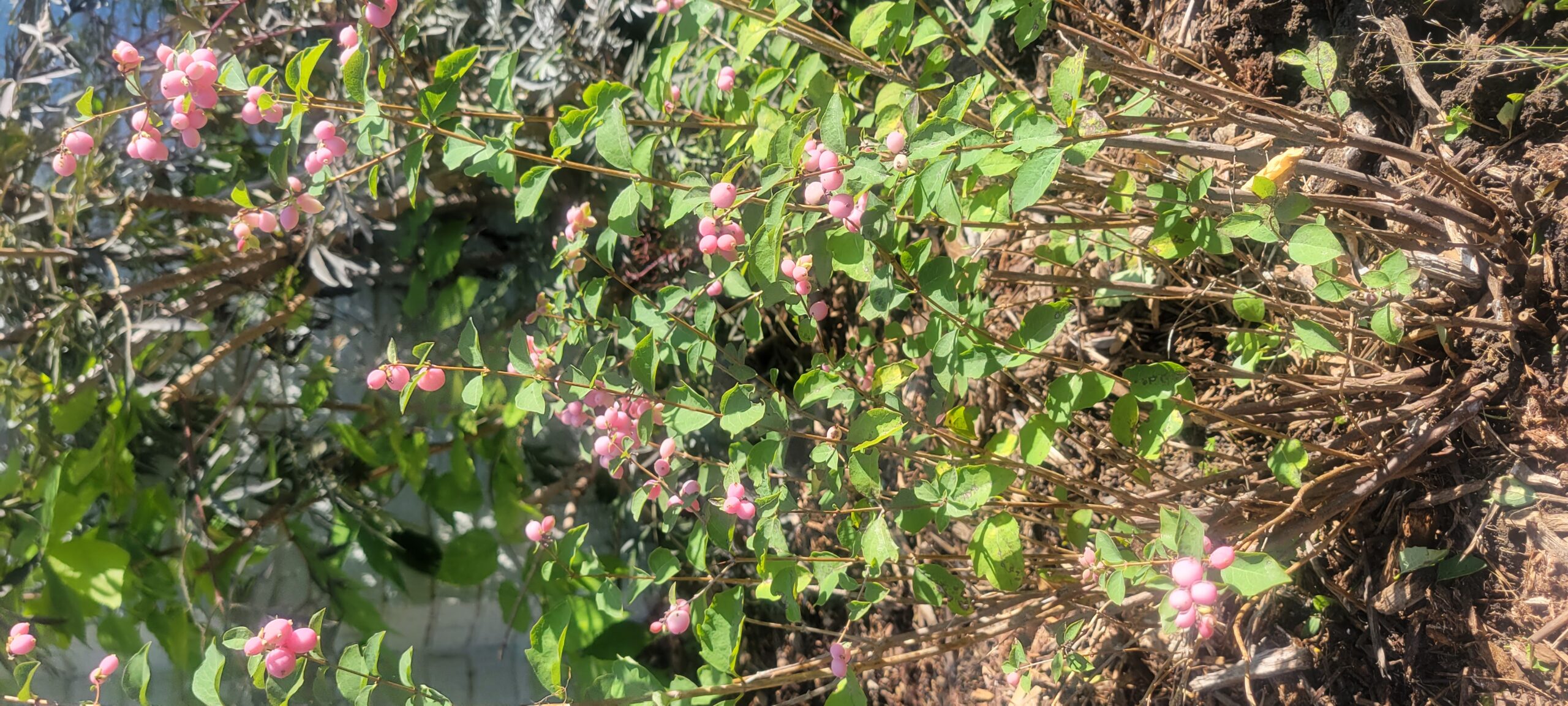 Symphoricarpos orbiculatus – Blue Thumb