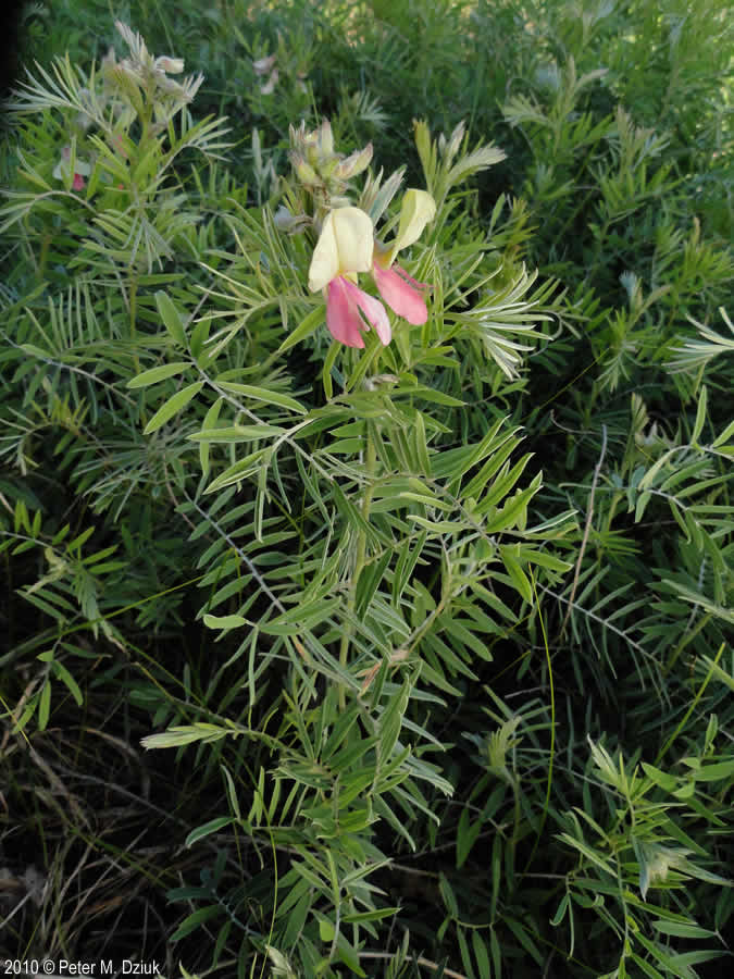 Tephrosia virginiana – Blue Thumb