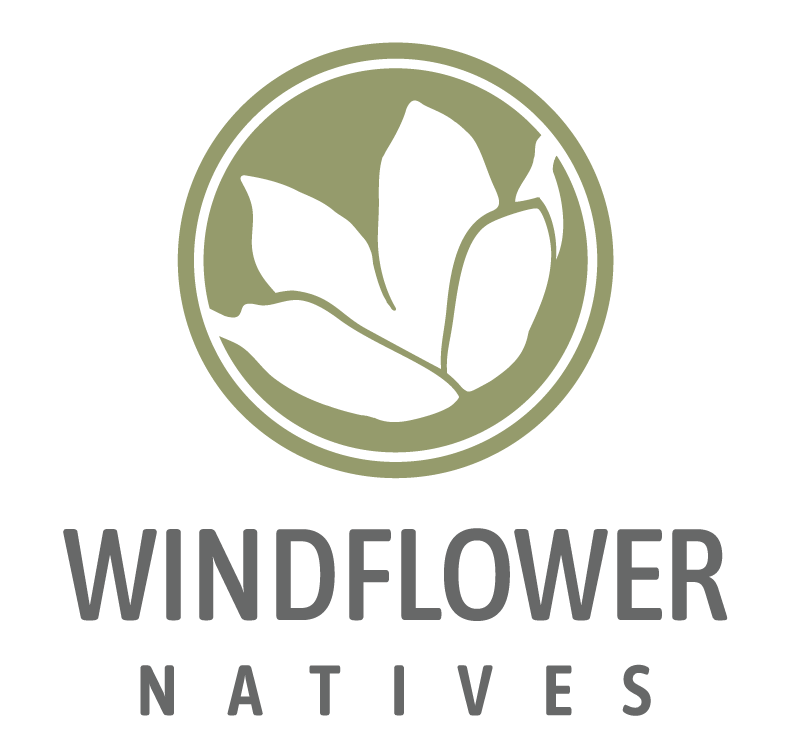 Windflower Natives – Blue Thumb