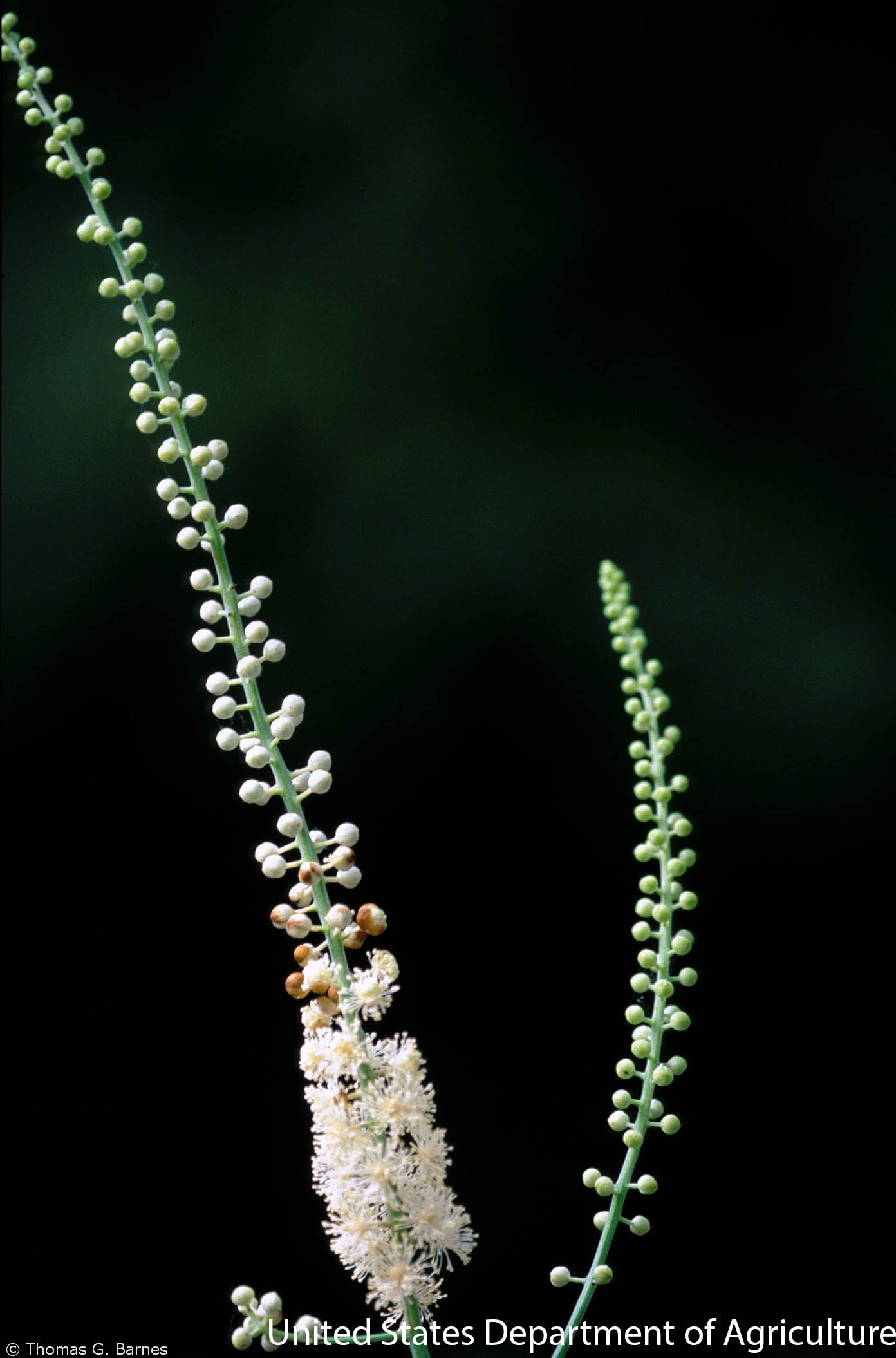 Actaea racemosa – Blue Thumb