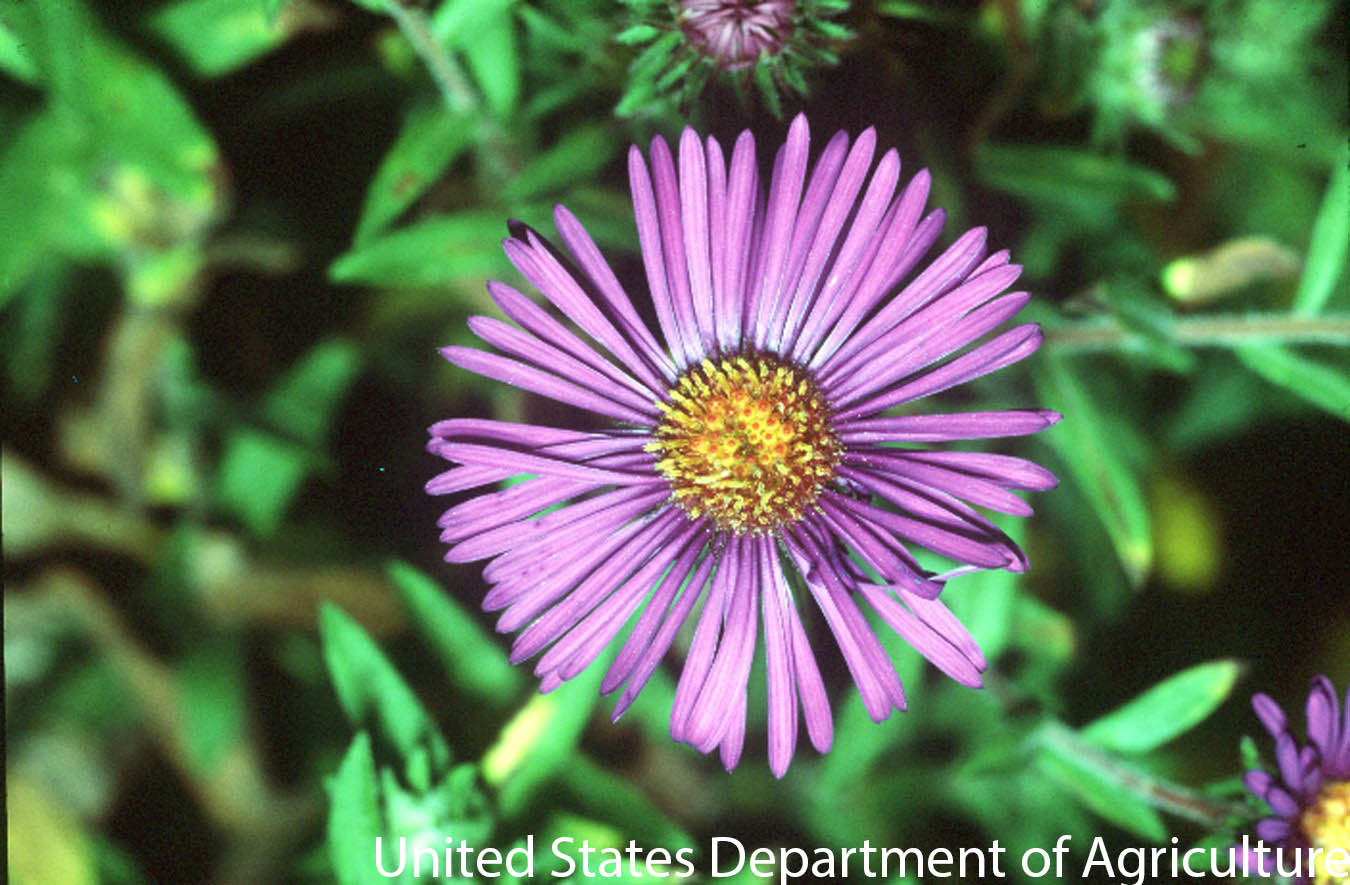 Symphyotrichum novae-angliae – Blue Thumb