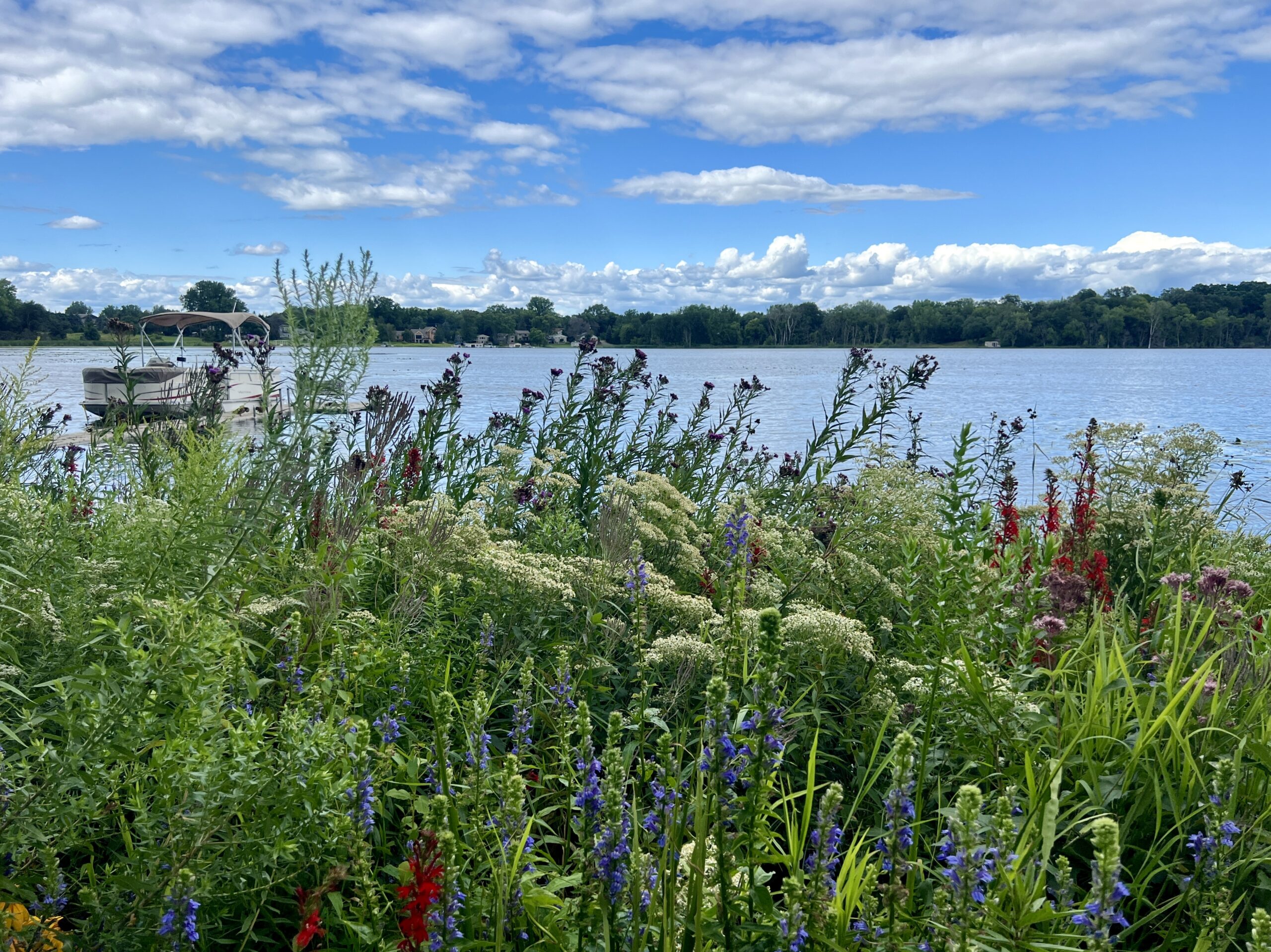 Saving Minnesota’s Natural Shorelines – Blue Thumb