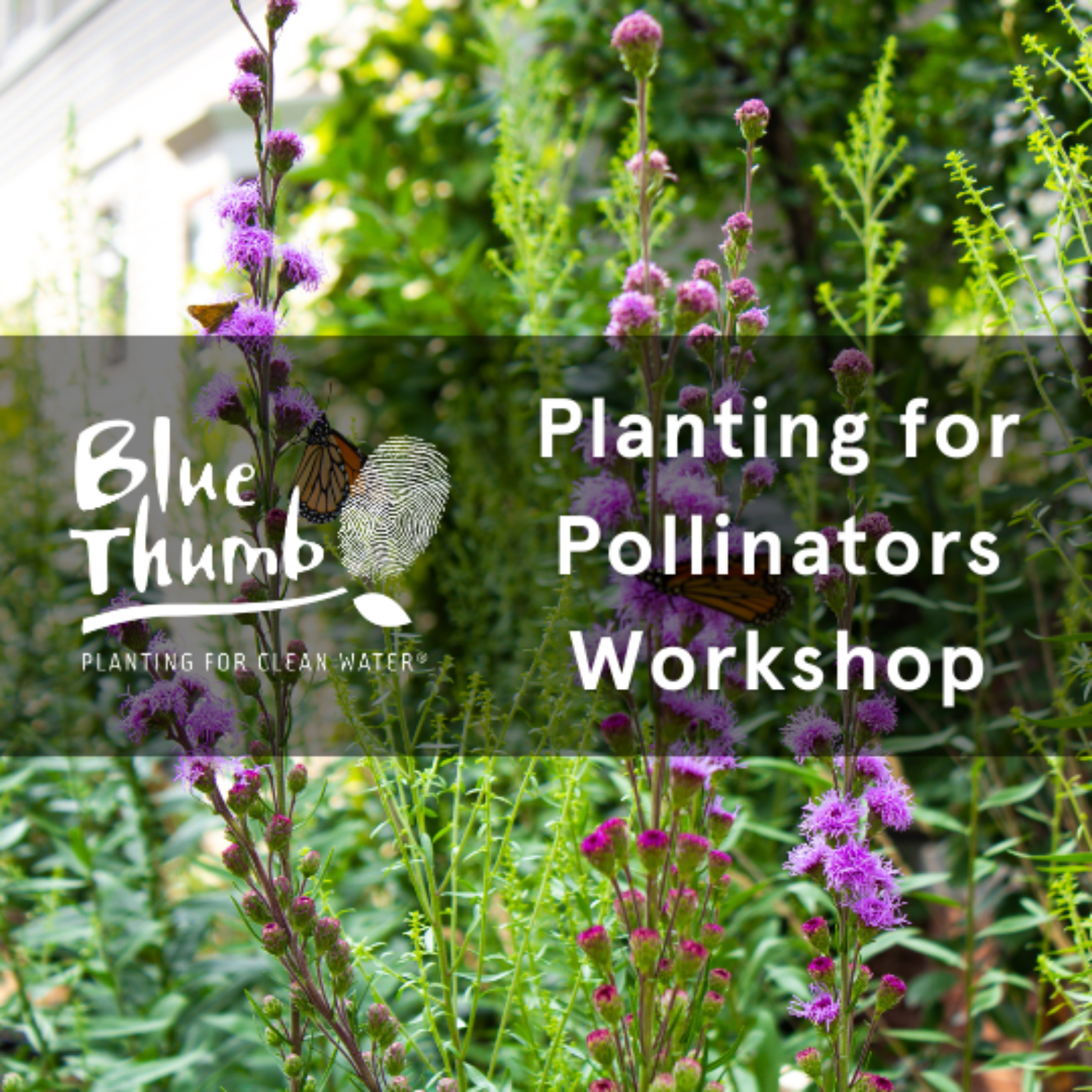 Planting for Pollinators Workshop - Hosted by St. Louis Park – Blue Thumb